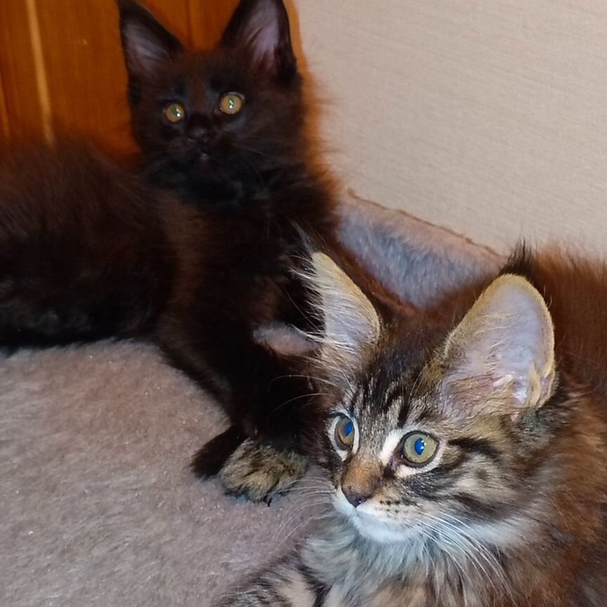 Котята мейн-кун