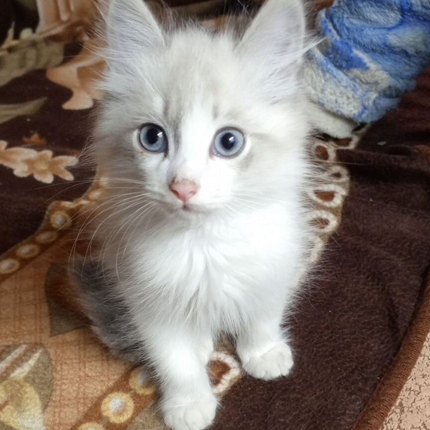 Тайский котёнок