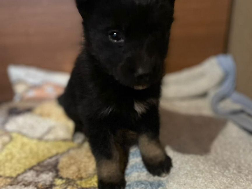 Щенки смесь Хаски и Немецкой овчарки