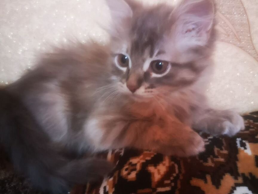 Котенок бесплатно