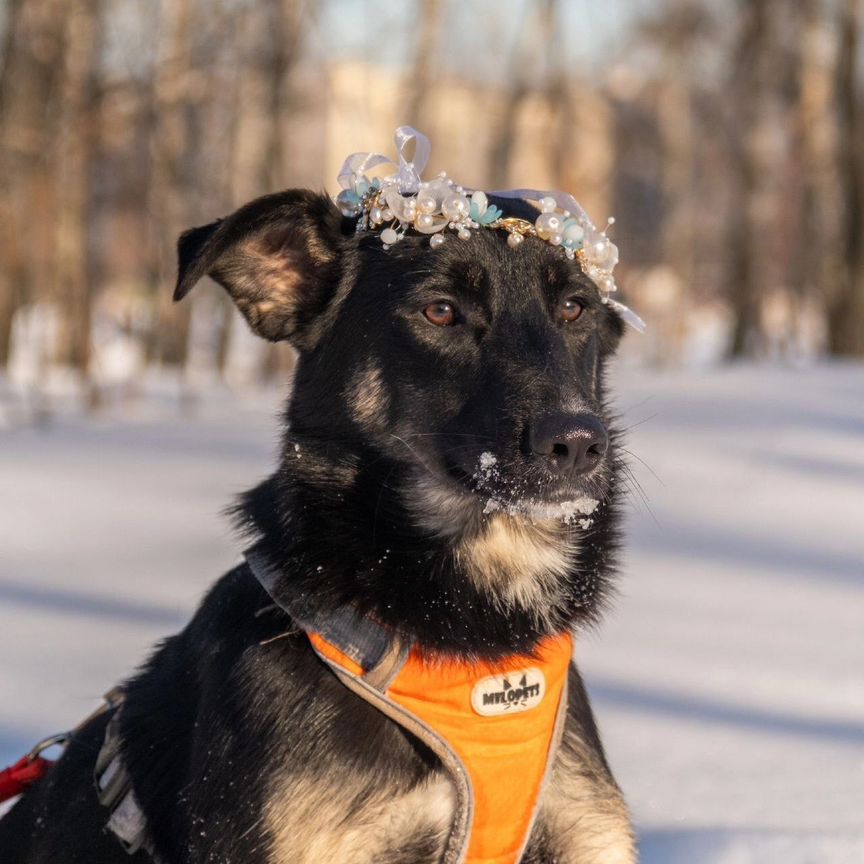 Шанель грустит в приюте