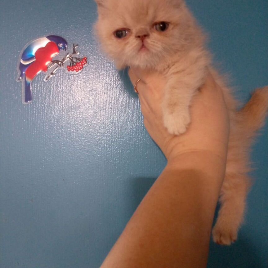 Экзотические котята