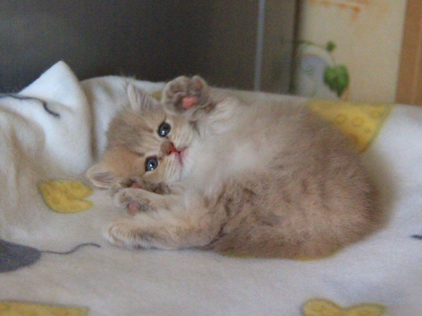 Лиловая золотистая затушёванная британочка