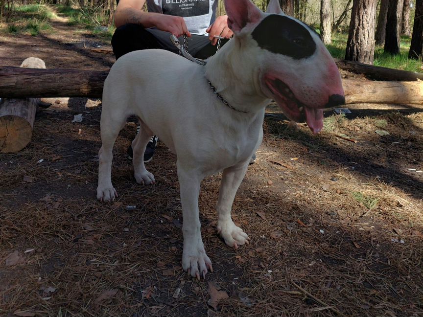 Стандартный бультерьер