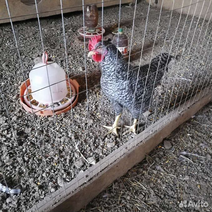 Петушки плимутрока