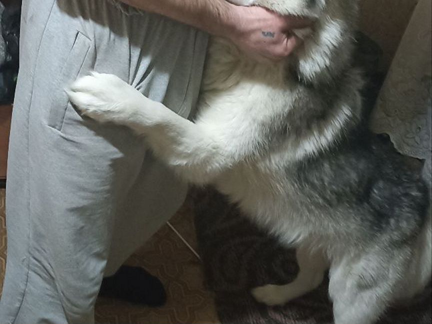 Средня сибирская лайка