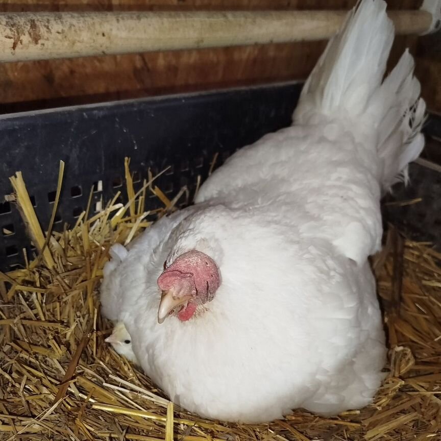 Инкубационное яйцо кур несушек легорн