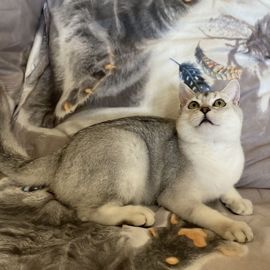 Шотландский котёнок