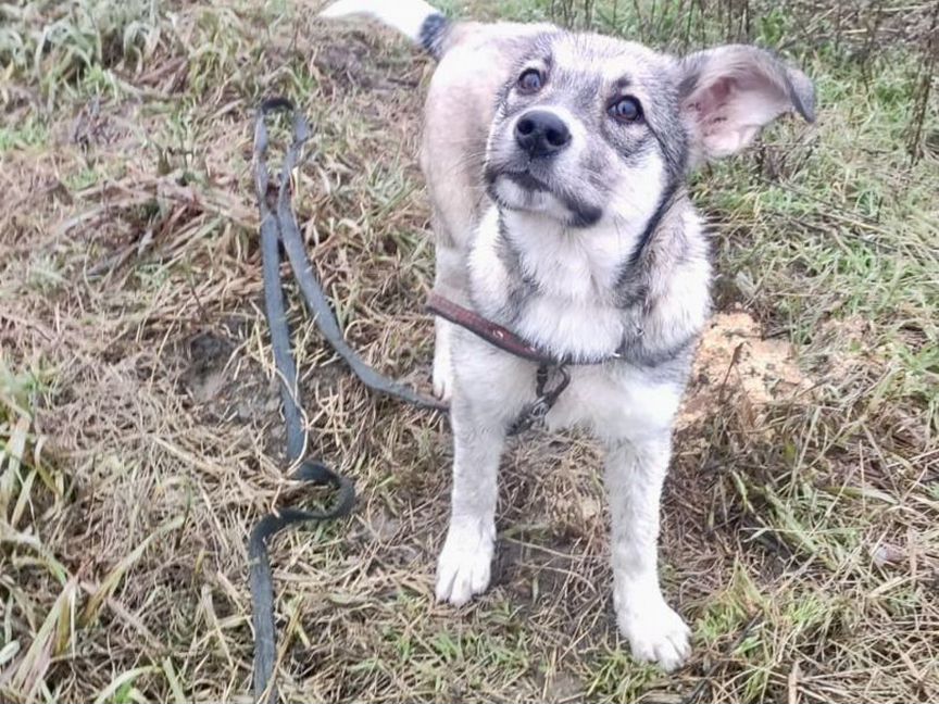 Прекрасная девочка ищет дом