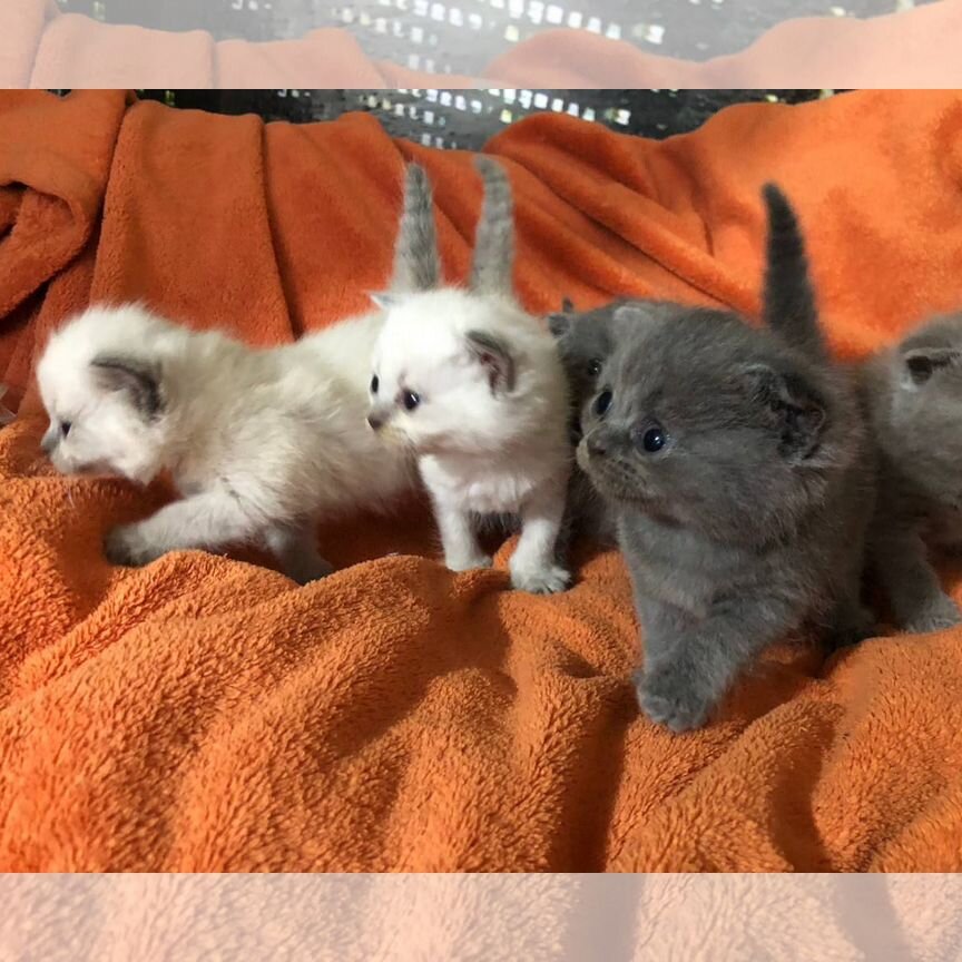 Маленькие хвостики готовятся к переезду