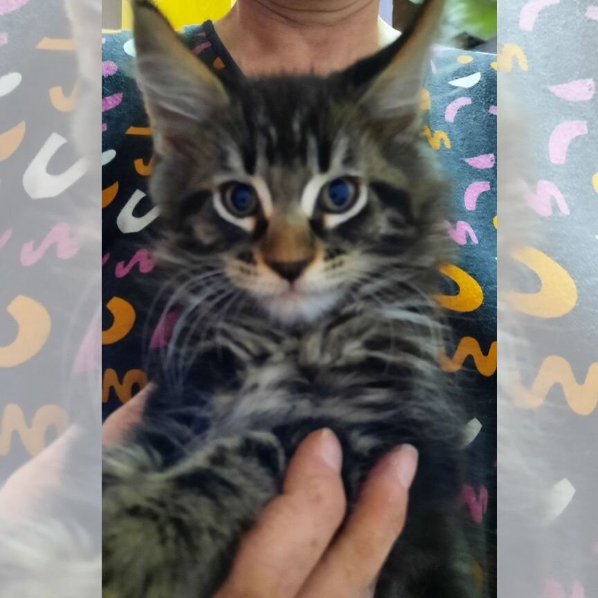 Продается котенок мейкун