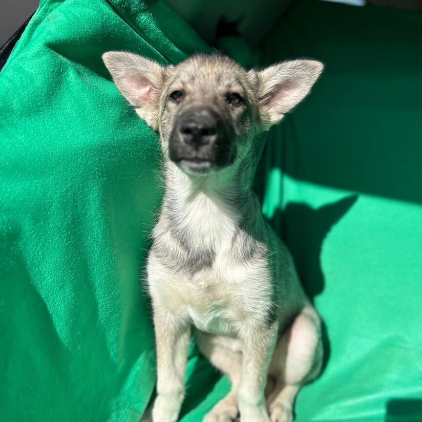 Щенок в добрые руки