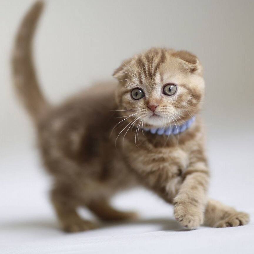 Шотландский вислоухий короткошёрстный котёнок