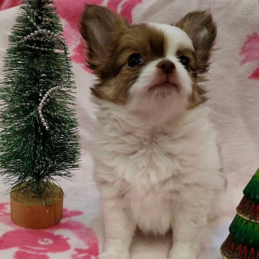 Супер кукольный чихуа