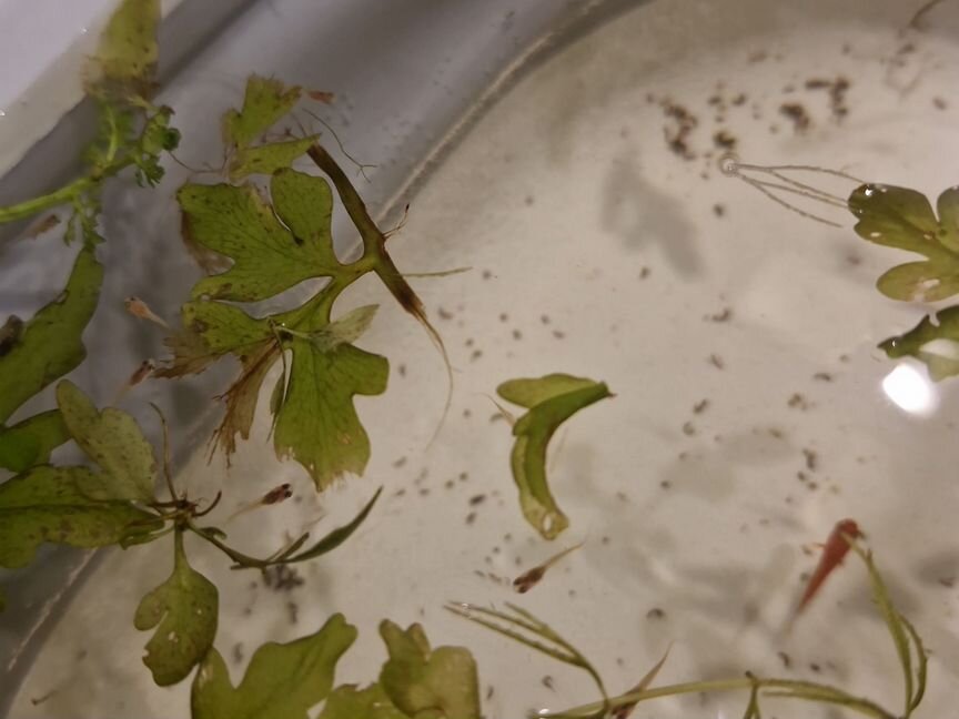 Мальки гуппи