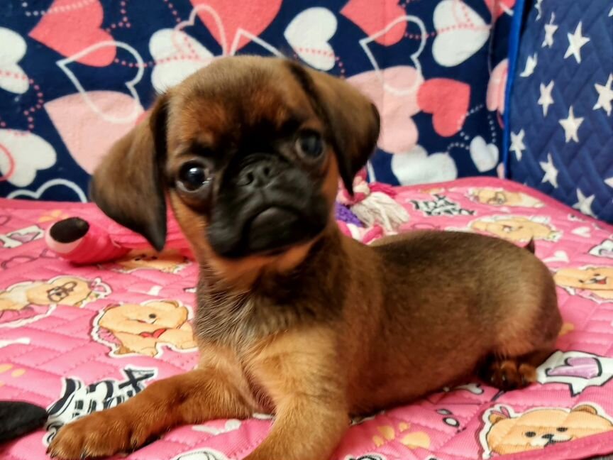 Пти брабансон красавчик мальчик