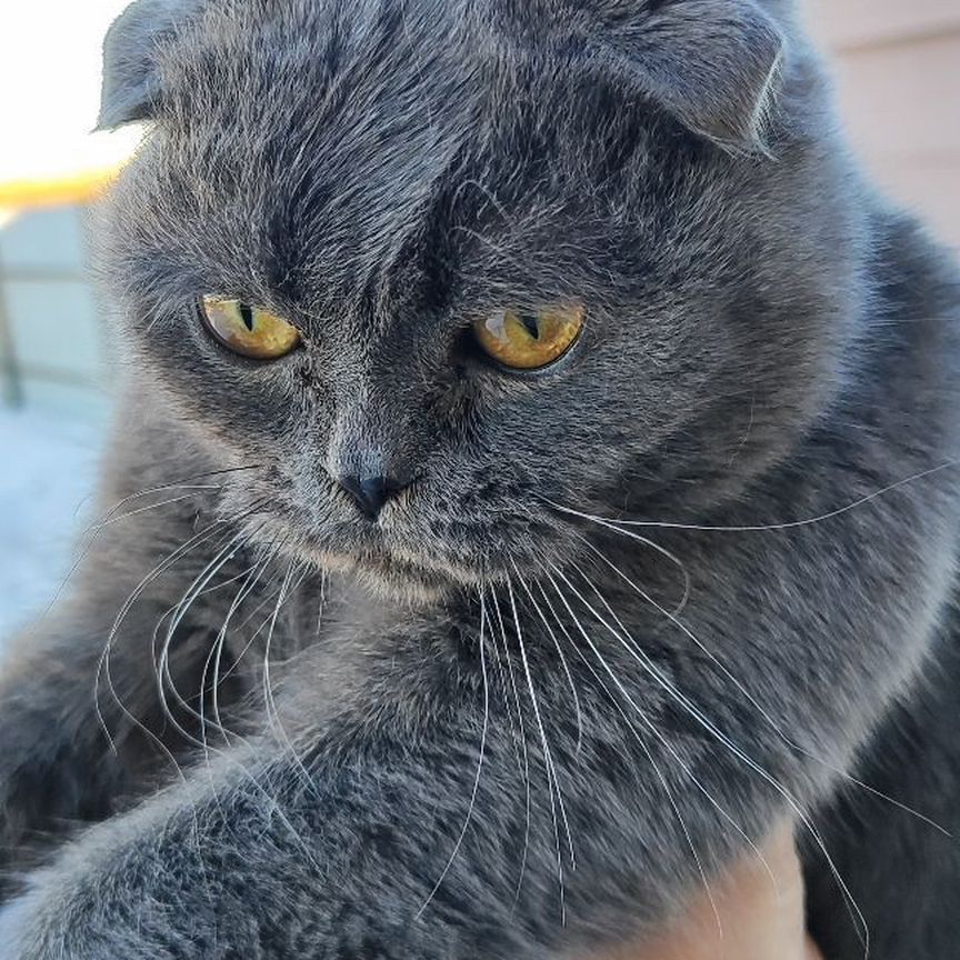 Британский вислоухий кот