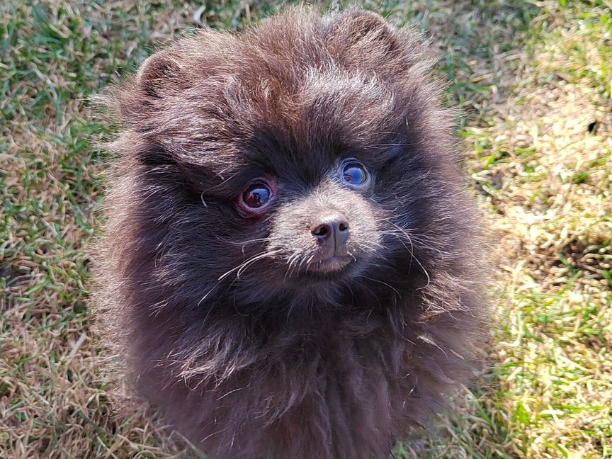 Померанский шпиц мини девочка