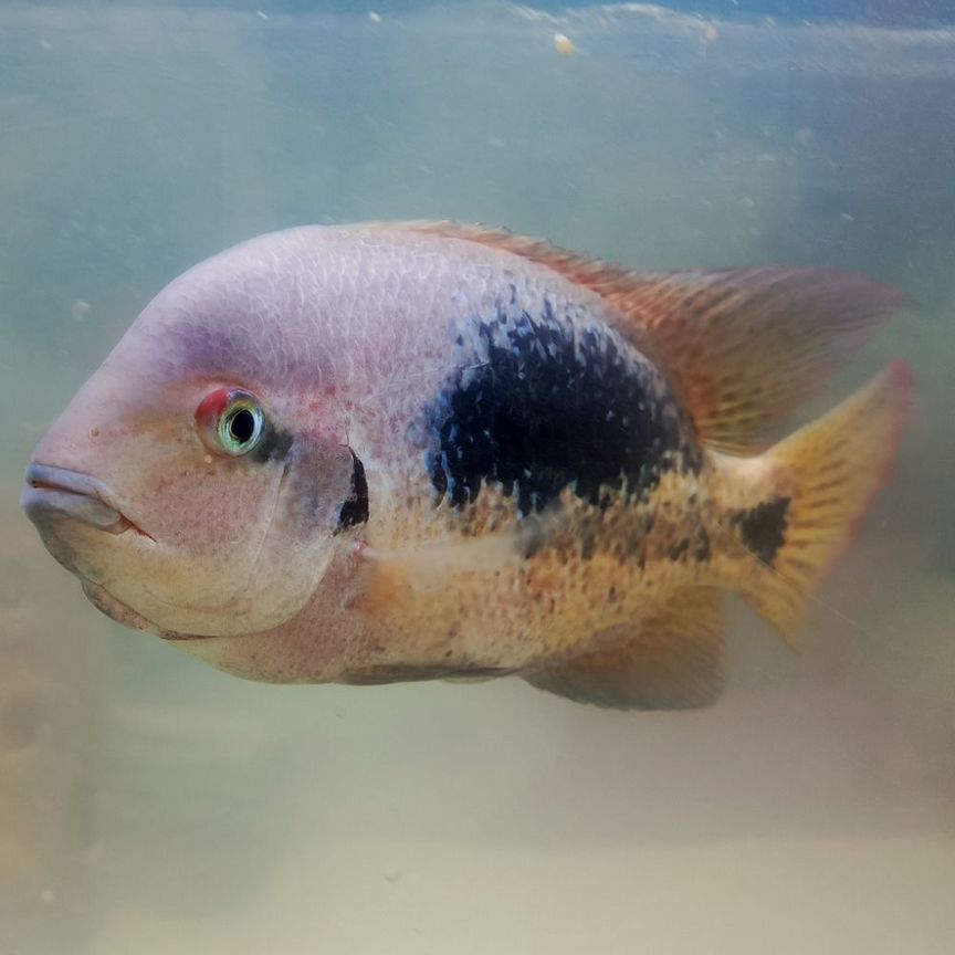 Цихлазома рыбка