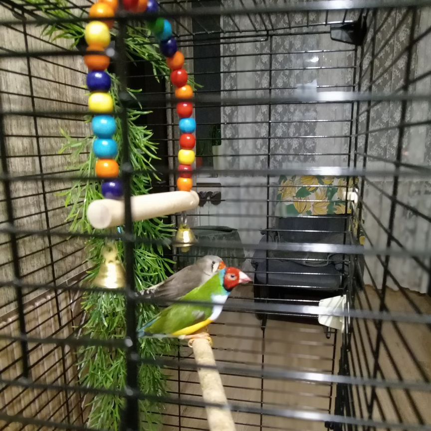 Амадины гульда красноголовый