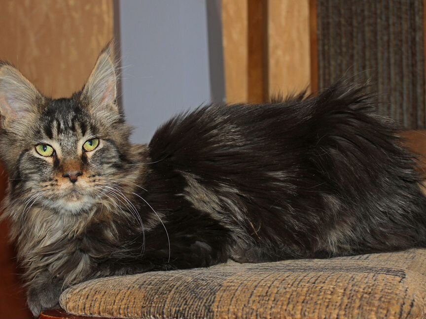 Мальчик 5 мес Черный мрамор