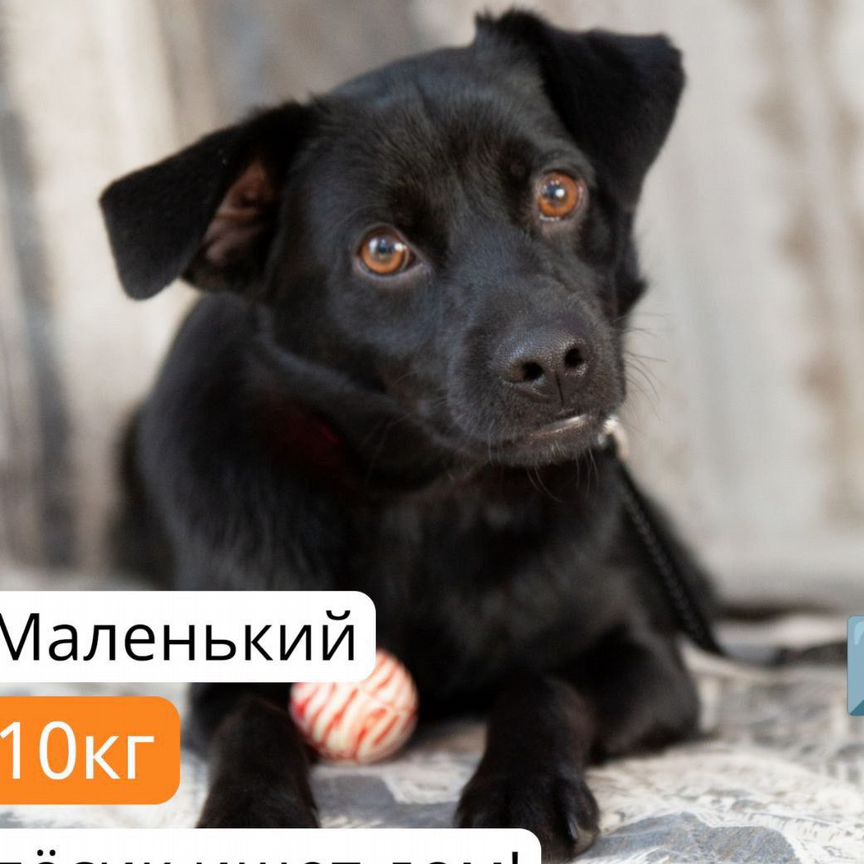 Взрослый пёс в добрые руки