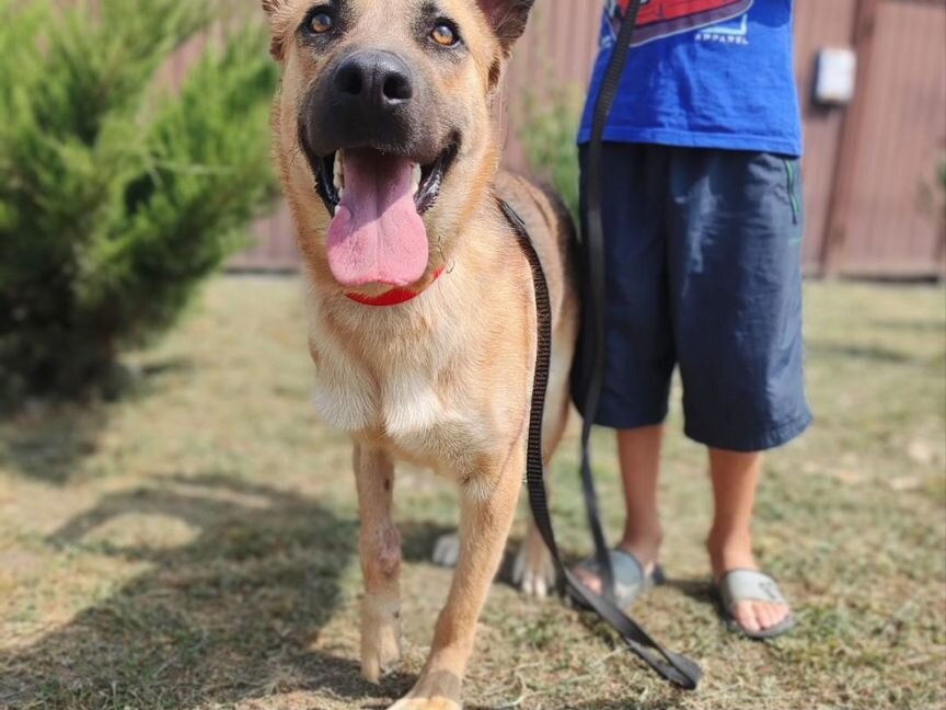 Пёс Барбос в добрые руки