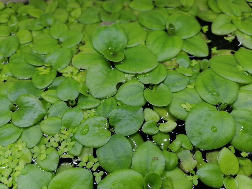 Лимнобиум и Креветки (аквариумные)