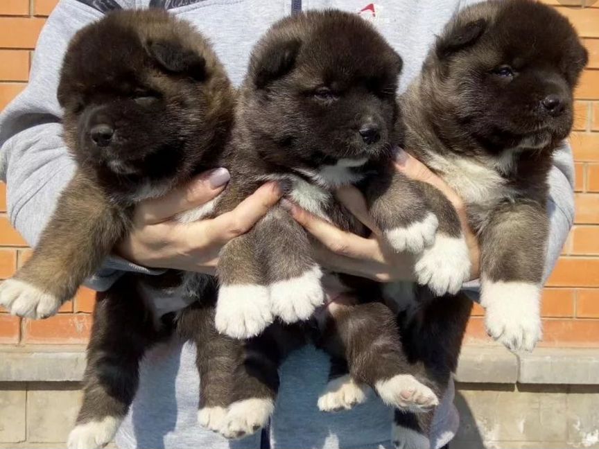 Продам щенков американской акиты