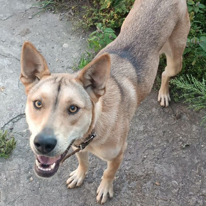 Взрослая собака в добрые руки