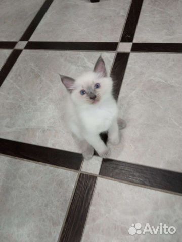 Котята тайской кошки