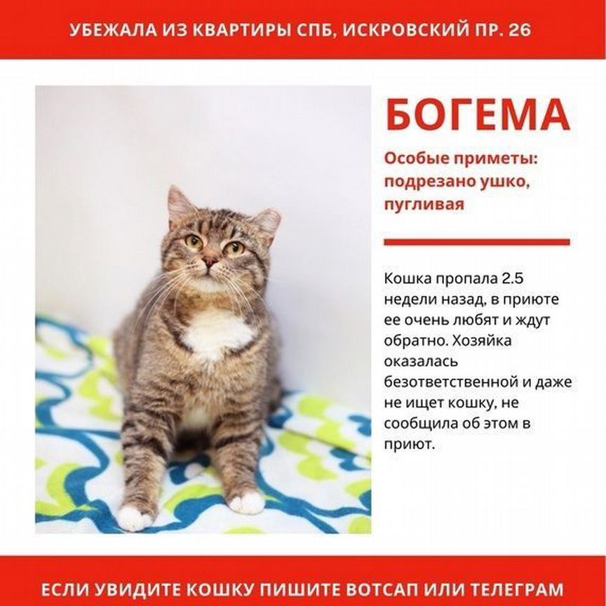 Искровский 26. Помогите найти кошечку