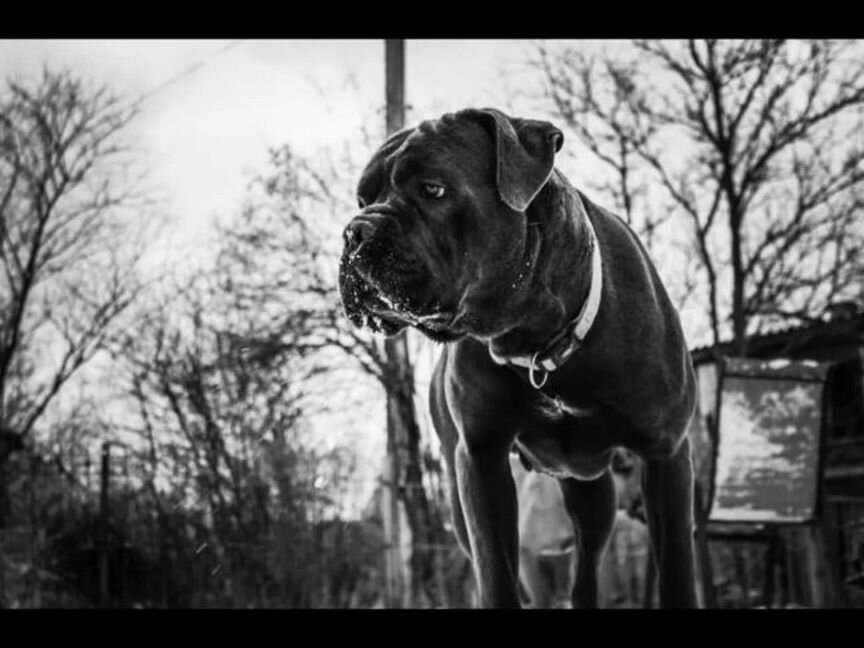 Кане корсо сука