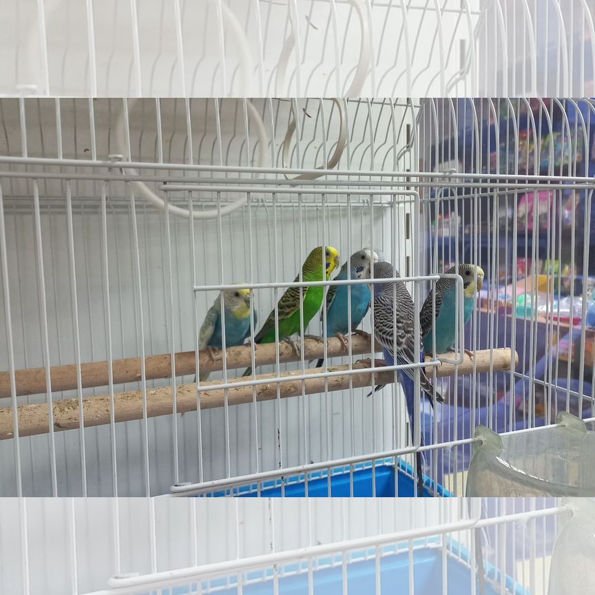 Волнистый попугай