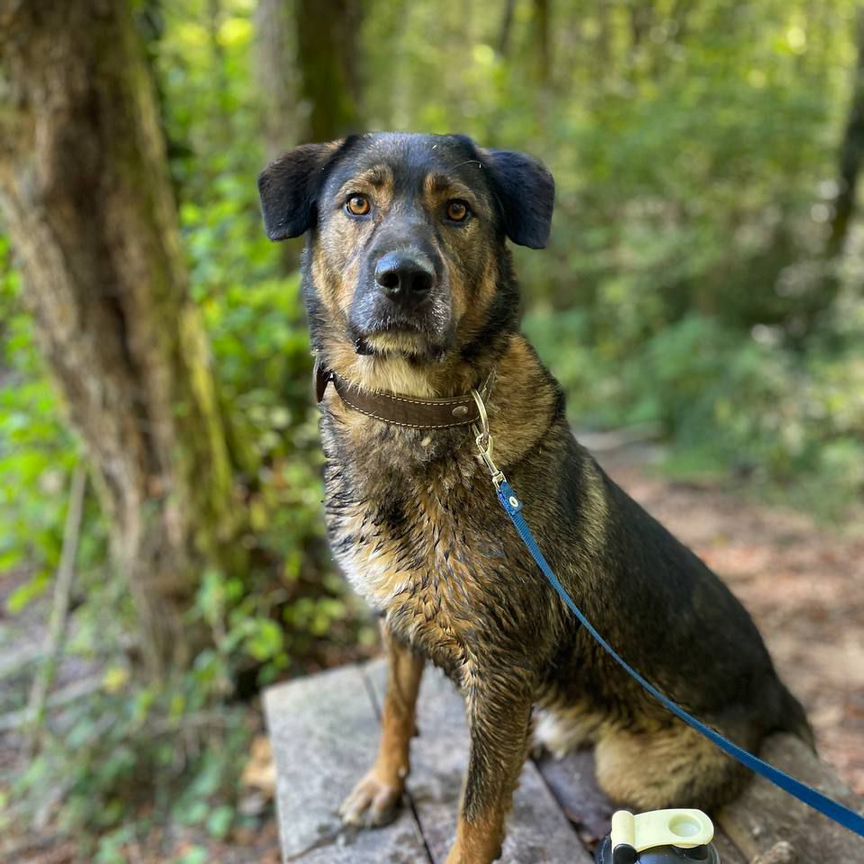 Помощник собака