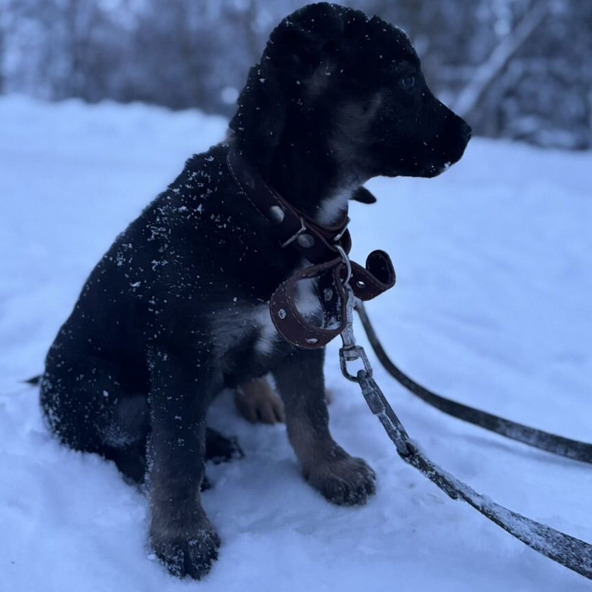 Щенок в добрые руки