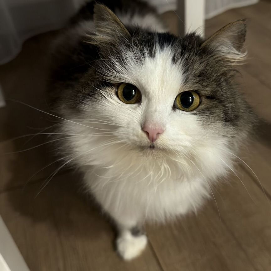 Взрослая, Девочка кошка в добрые руки