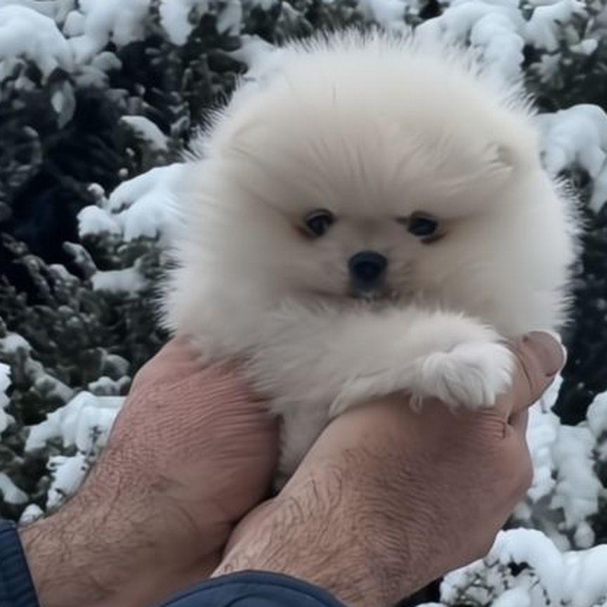 Померанский шпиц, щенок