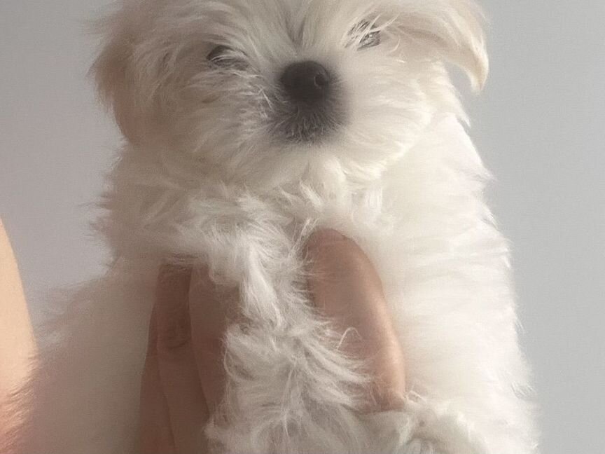 Мальтезе мальтийская болонка