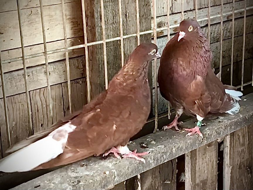 Николаевские голуби