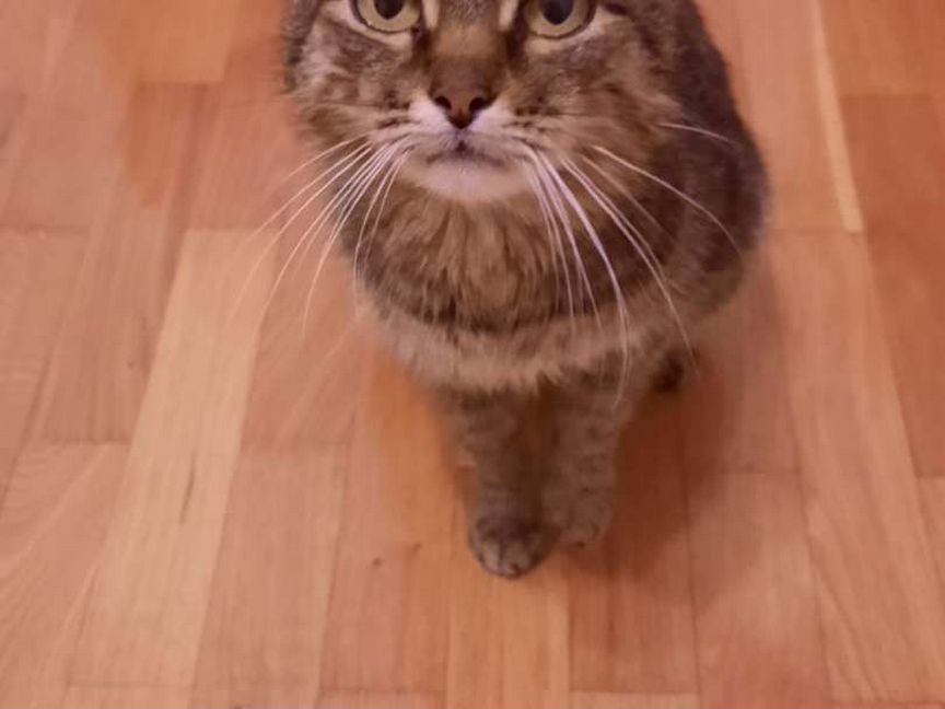 Кошка Стерилизованная