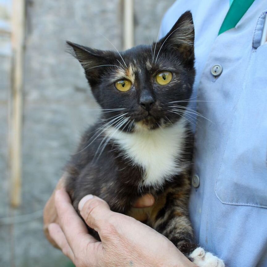 Отдам в добрые руки