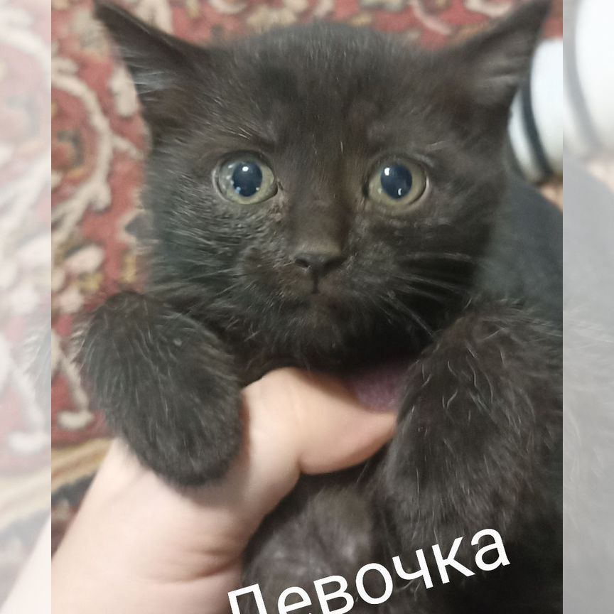 Отдам в хорошие руки