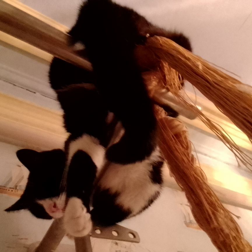 Вот такая Кошка