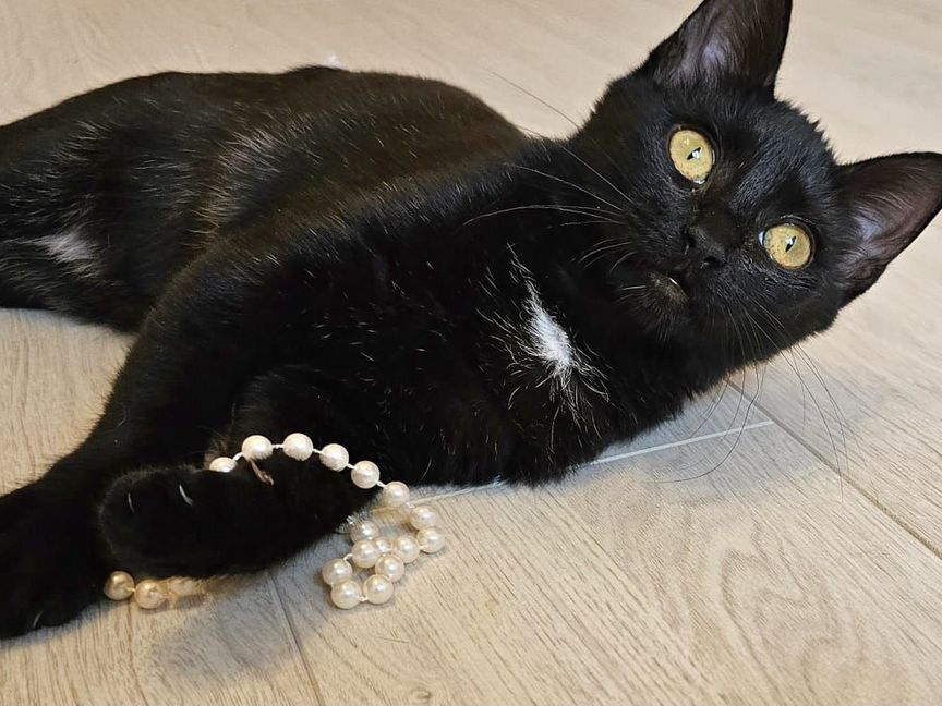 Киска сосиска в добрые руки