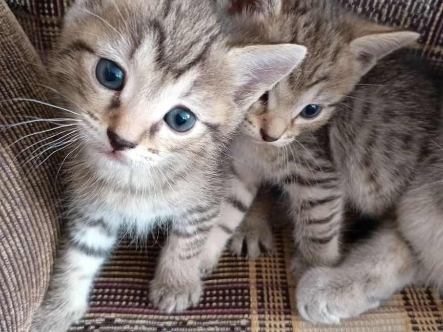 Кошка в дар бесплатно
