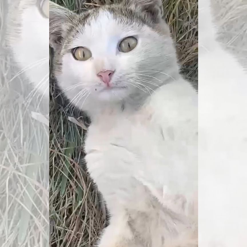 Котята в добрые руки 4 месяца