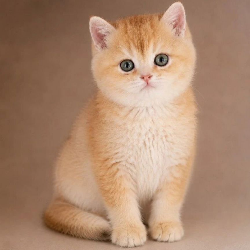 Шотландский прямоухий короткошёрстный котёнок
