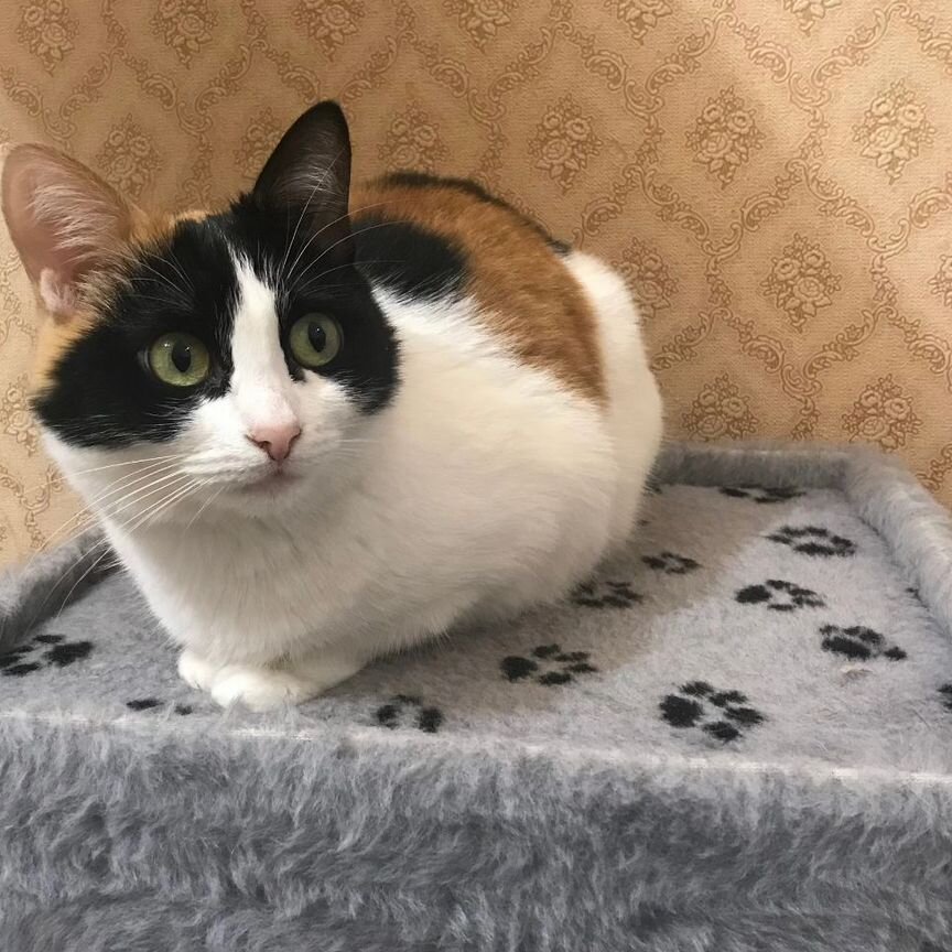 Кошка в добрые руки