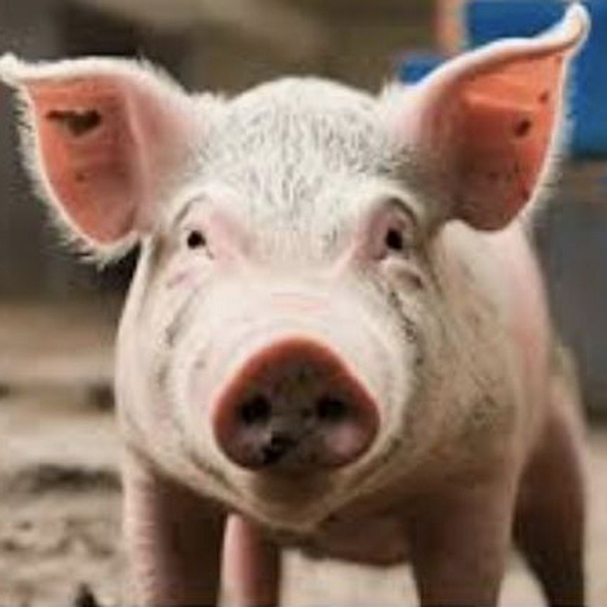 Корм для собак. Свиная голова